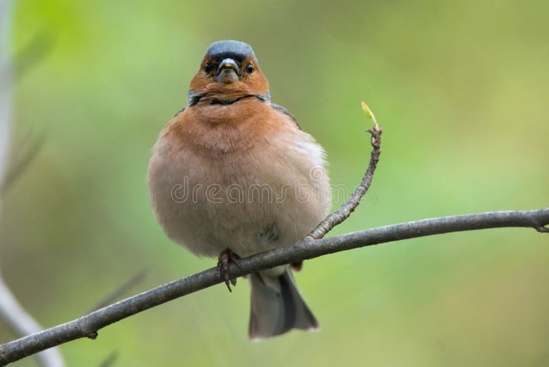 Chaffinch on a branch stock image. Image of fringilla - 92348453
