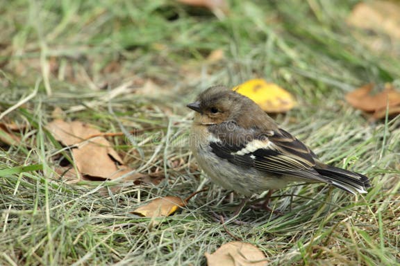 Chaffinch chick. stock photo. Image of chaffinches, wildlife - 14468648