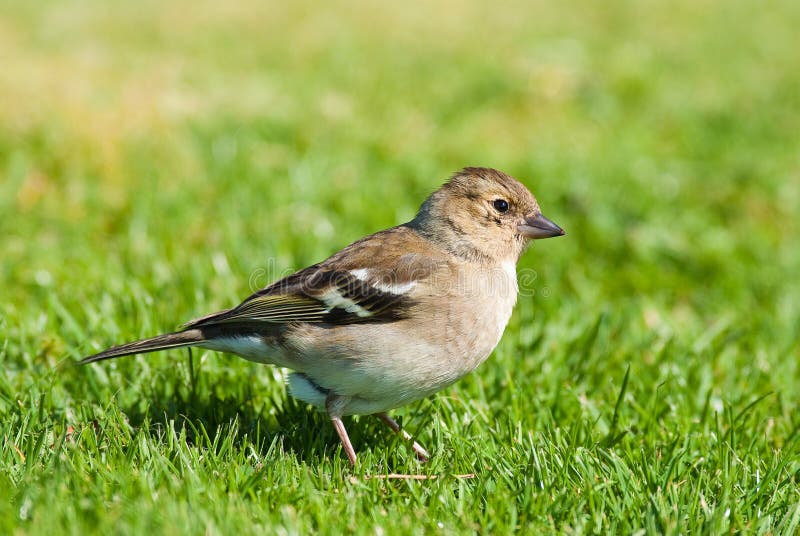 Chaffinch (Female) stock image. Image of coelebs, bird - 9214119