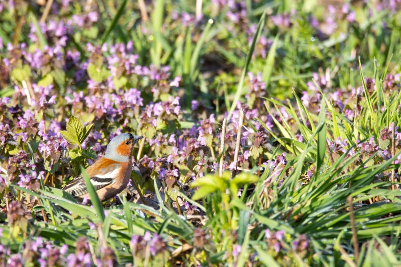 Chaffinch among the First Spring Flowers Stock Photo - Image of ...