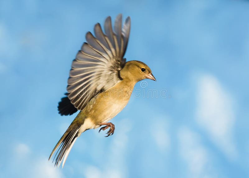 Chaffinch in flight stock image. Image of movement, wildlife - 17947701