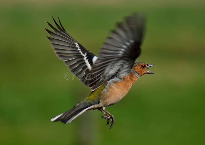 Chaffinch in flight stock photo. Image of bird, chaffinch - 26257240