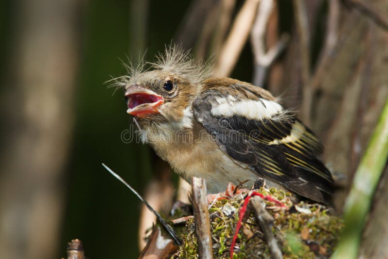Chaffinch Fledgling (Fringilla Coelebs) Stock Image - Image of bird ...