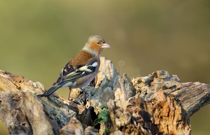 Chaffinch (Fringilla Coelebs) Stock Photo - Image of animal, close ...