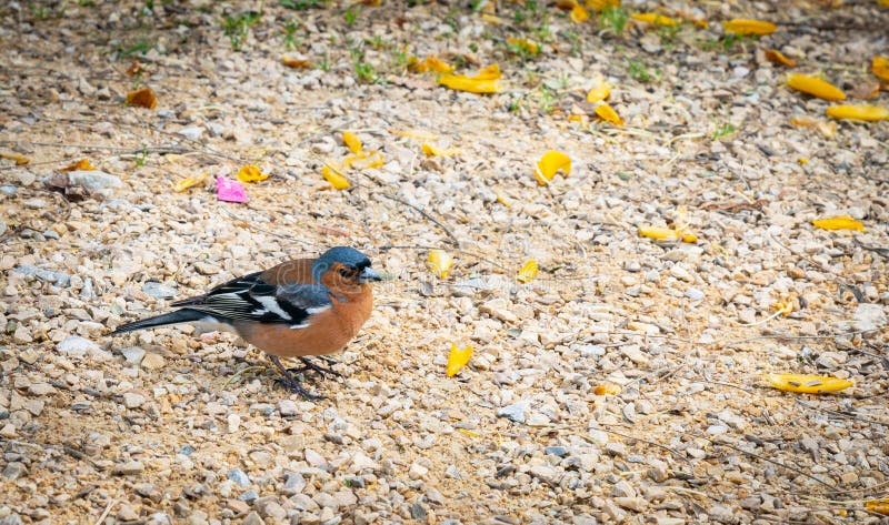 Chaffinch on ground stock image. Image of animal, bright - 132296381