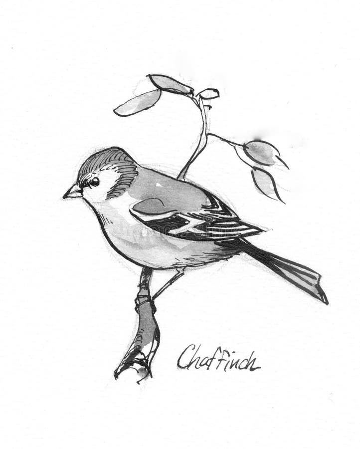 Chaffinch illustration stock illustration. Illustration of grayscale ...