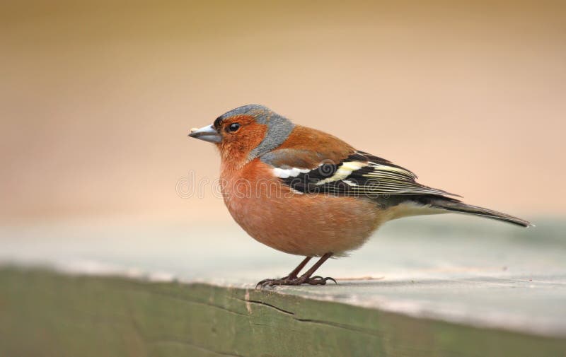 Male Chaffinch stock image. Image of card, buds, chaffinch - 457949