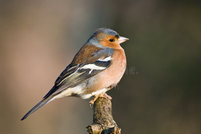 Chaffinch (male) stock image. Image of common, foot, disease - 7943327
