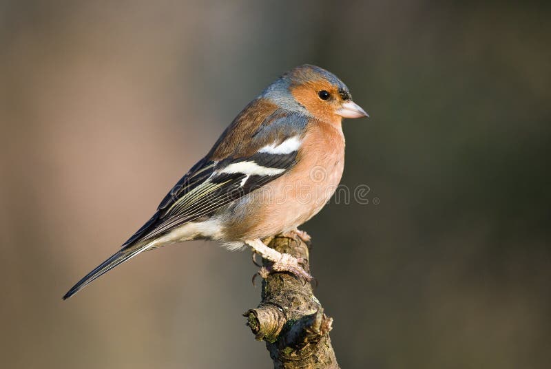 Chaffinch (male) stock image. Image of british, garden - 8025425