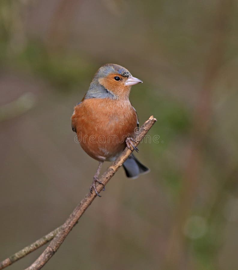 Chaffinch stock image. Image of flight, chaffinch, park - 67421279
