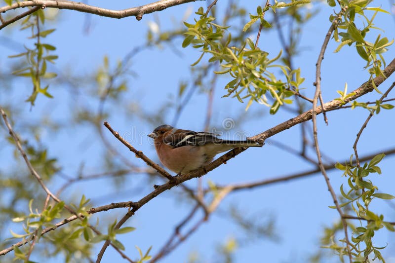 Chaffinch Perches on a Tree Branch Stock Image - Image of chaffinch ...