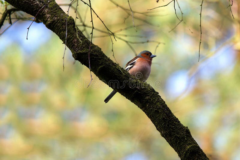 Chaffinch Perches on a Tree Branch Stock Photo - Image of wings, twig ...