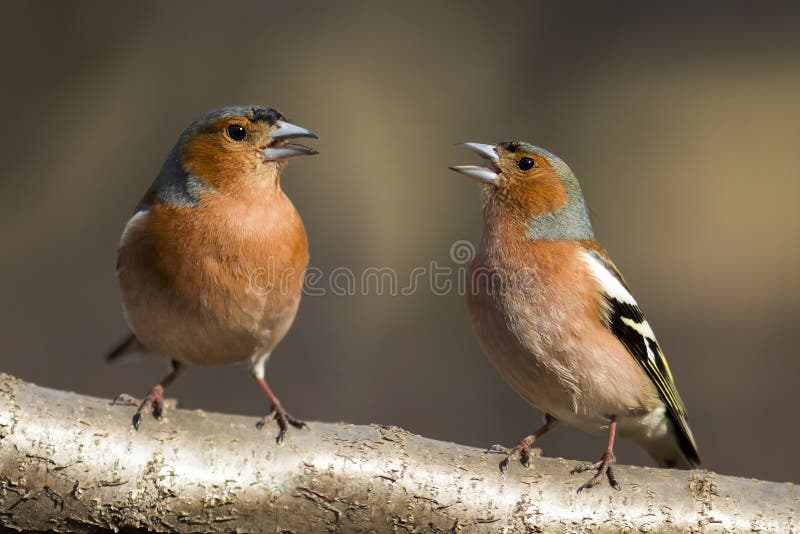 Chaffinch sing on a branch stock image. Image of duet - 65615501