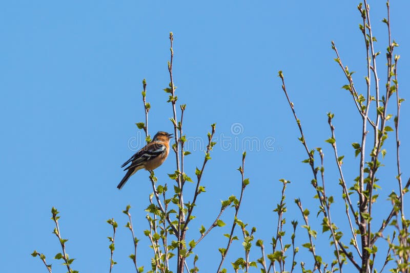 Chaffinch singing stock photo. Image of season, forest - 37632912