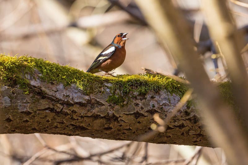 Chaffinch Singing Loudly on a Branch Stock Photo - Image of singing ...