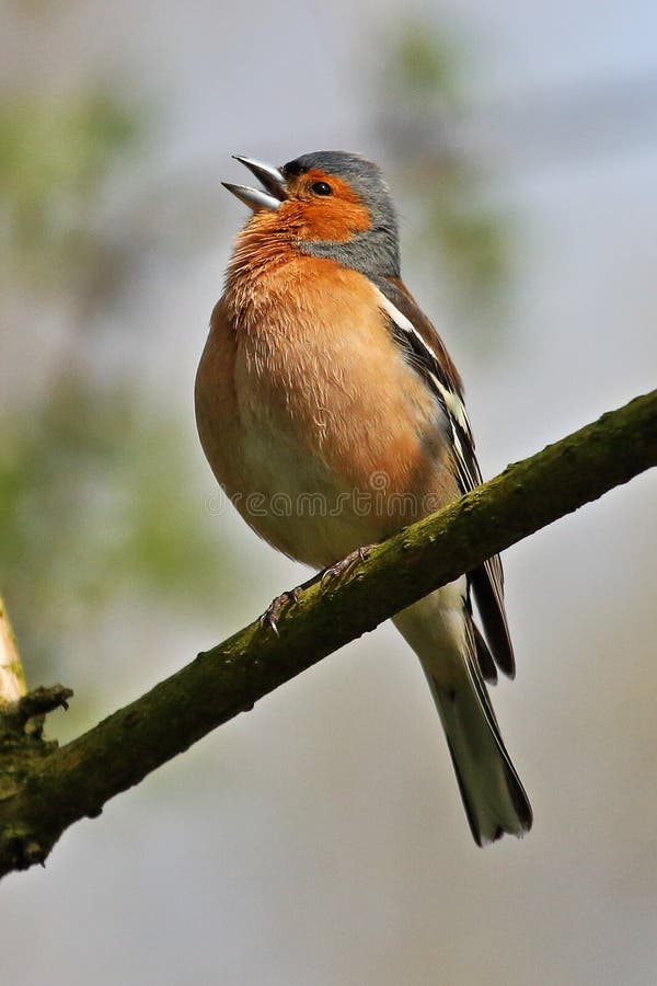 A Chaffinch Singing in a Tree at Leighton Moss, Lancashire Stock Image ...