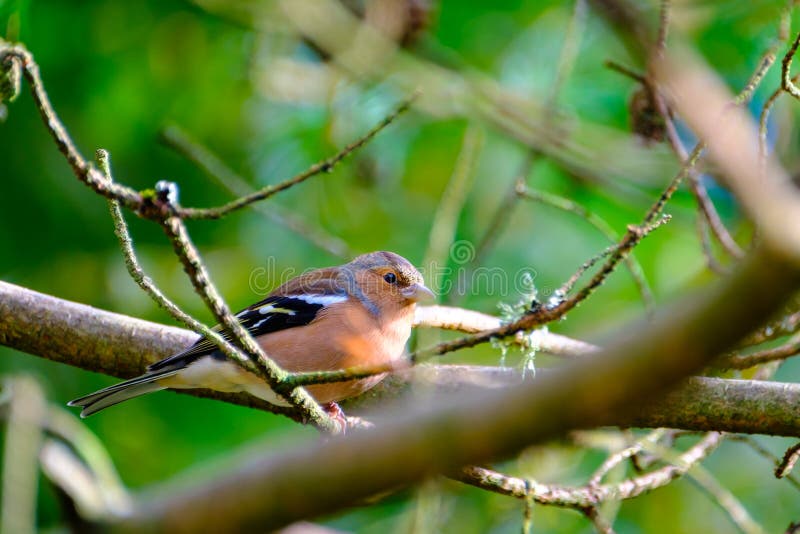 Chaffinch on a tree branch stock photo. Image of songbird - 100300286