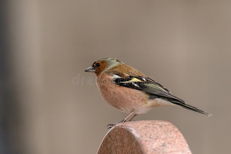 Chafinnch Male Sitting on the Rock Stock Image - Image of cute, feather ...