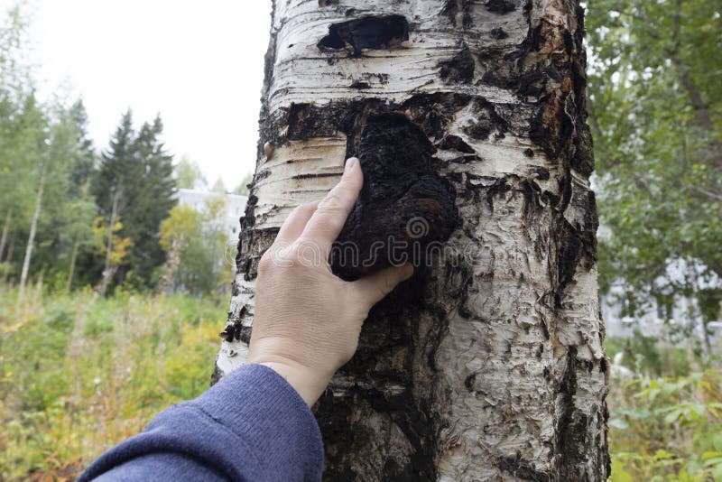 Chaga.Birch Chaga.Mushroom on a Birch Tree Stock Photo - Image of birch ...