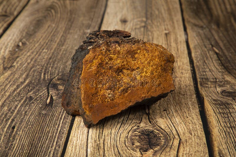 Chaga.Birch Chaga.Mushroom on a Birch Tree Stock Image - Image of ...