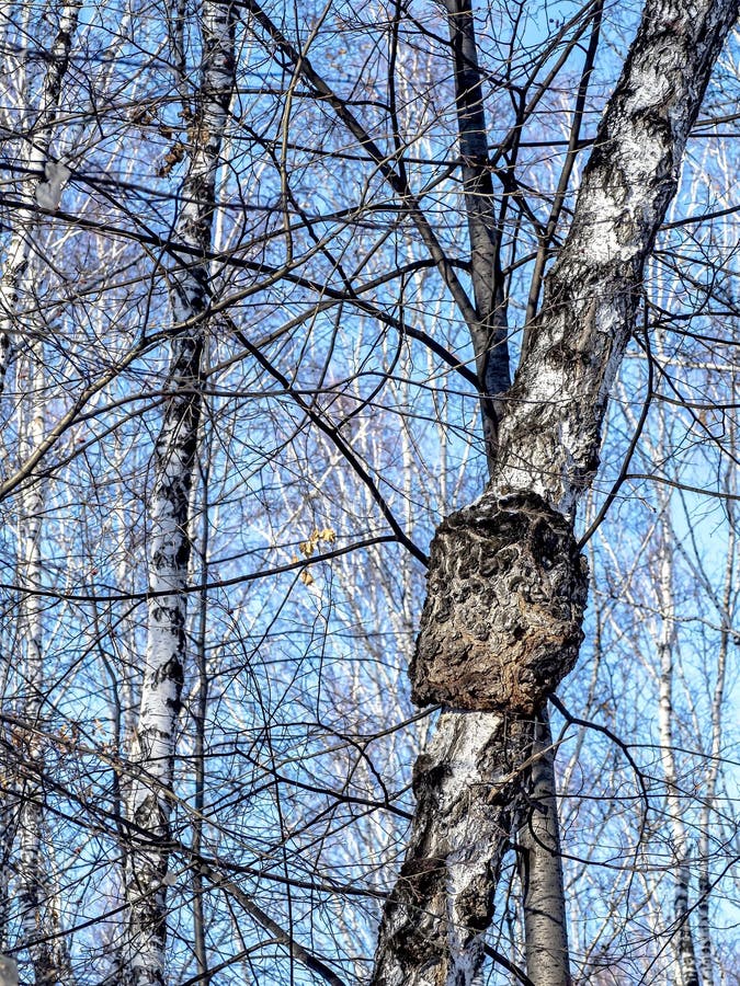 Chaga Growth on a Birch Tree in the Forest Stock Photo - Image of ...
