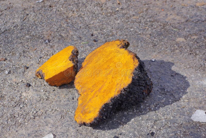 Chaga Mushroom Chunks Drying Outside Stock Image - Image of adaptogen ...