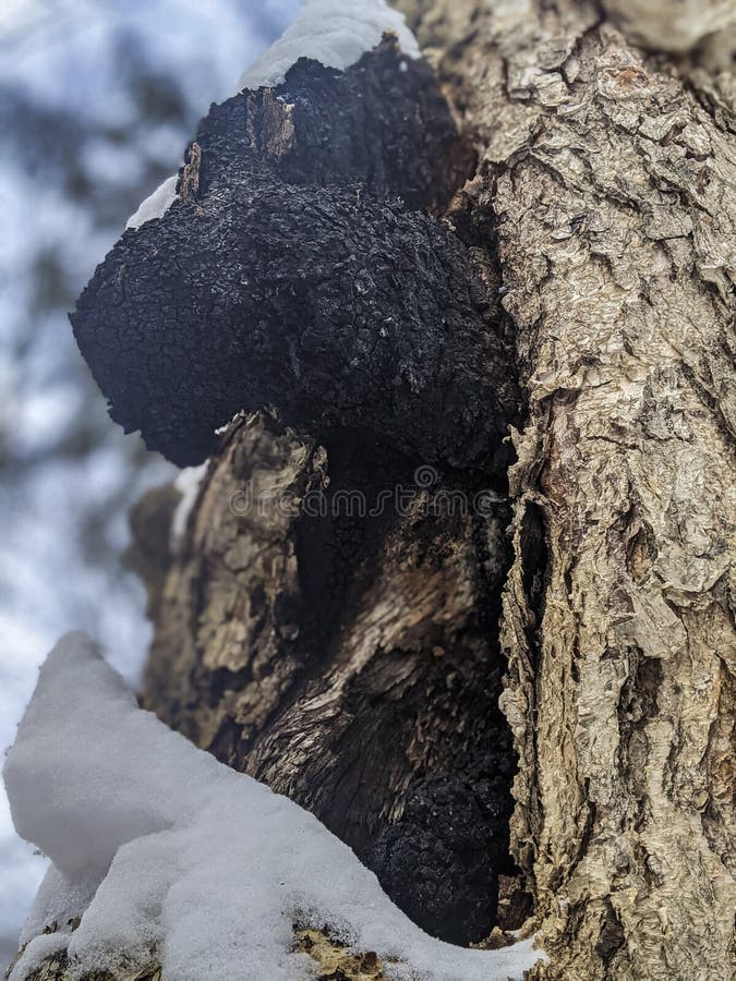 Chaga Mushroom Growing on a Birch Tree Stock Image - Image of food ...