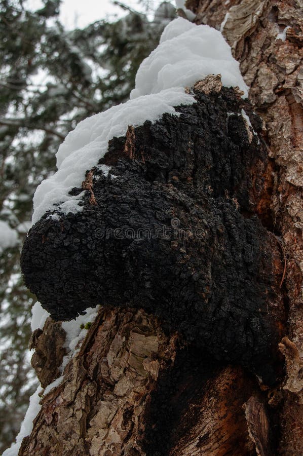 Chaga Mushroom Growing on a Birch Tree Stock Photo - Image of close ...