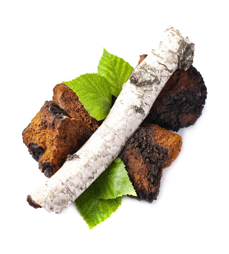 Chaga Mushroom Pieces with Birch Leaves Stock Image - Image of plant ...