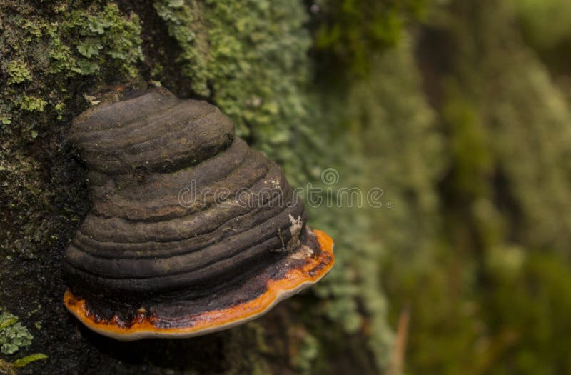 Chaga mushroom on the tree stock photo. Image of outdoor - 98672866