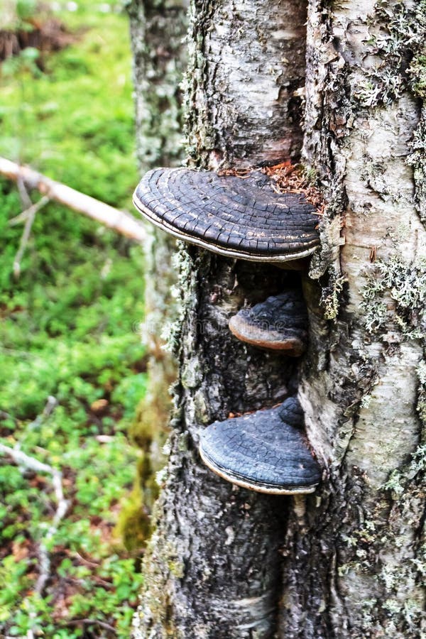 Chaga Mushrooms Growing on the Trunk Stock Photo - Image of beauty ...