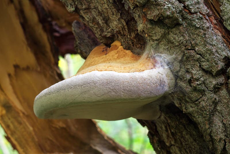 Chaga-Pilz an einem Baum stockbild. Bild von holz, birke - 34637765