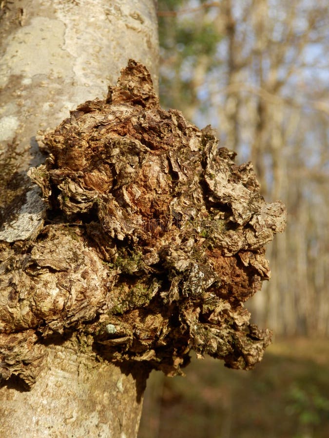 Chaga Pilz stockbild. Bild von nahaufnahme, biologie - 29671299