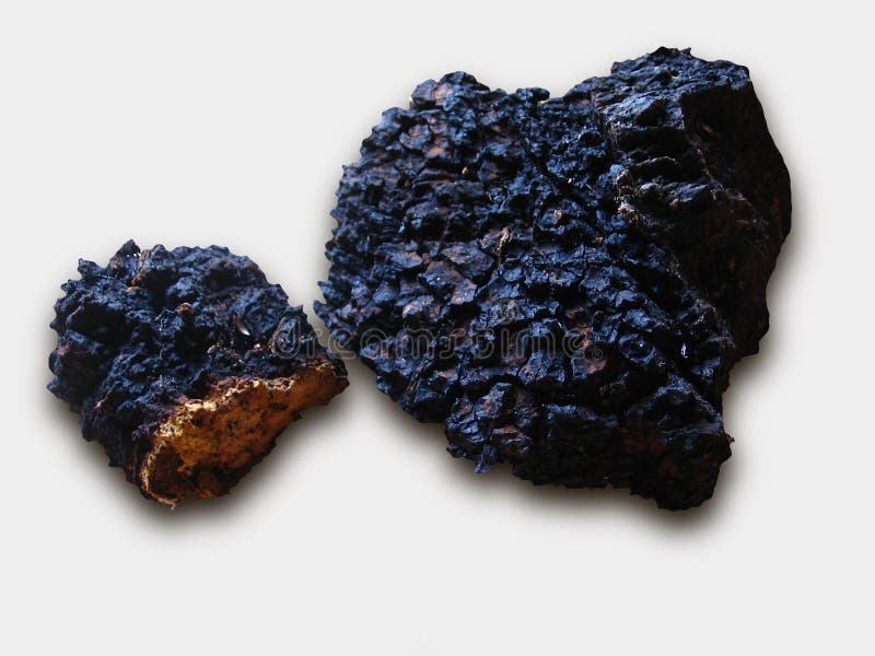 Chaga Pilz stockbild. Bild von frech, medizin, sibirisch - 70330821