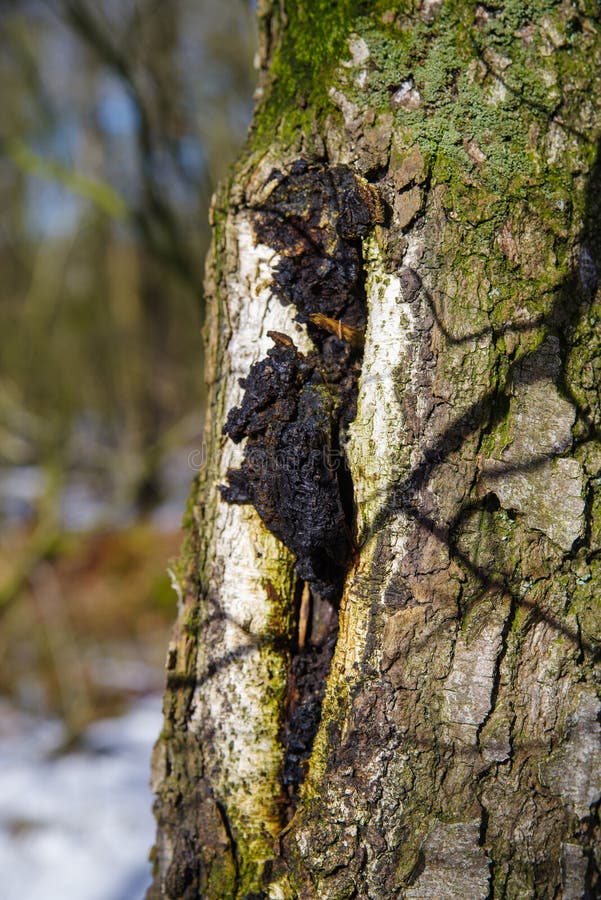 Chaga-Pilz auf Birke stockfoto. Bild von oberfläche - 272347192