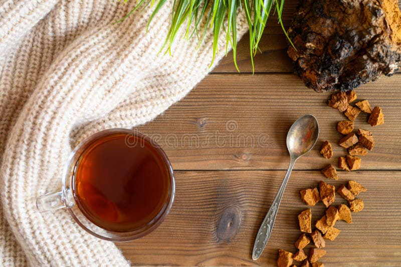 Chaga Tea Mushroom from Birch Tree Using for Healing Tea or Coffee in ...