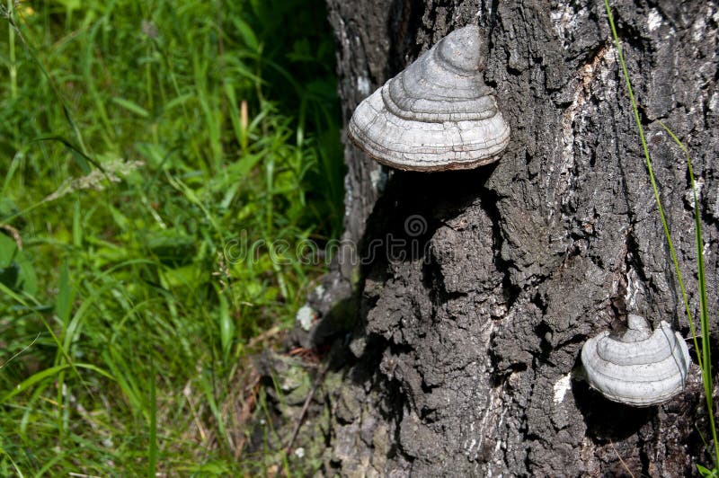 Chaga on tree bark stock photo. Image of autumn, tree - 138397494