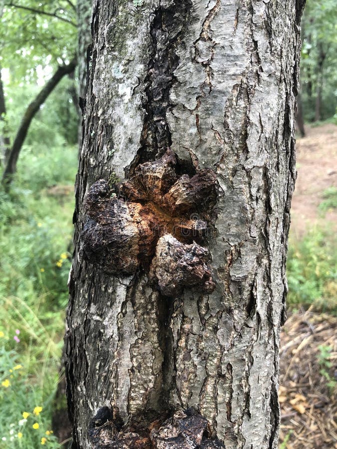 Chaga wood mushroom stock image. Image of bark, inonotus - 290625127
