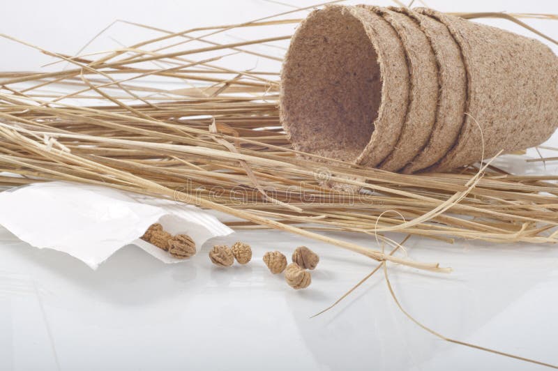 A Chagas Semeia Potenciômetros Da Turfa Do Saco Foto de Stock - Imagem ...