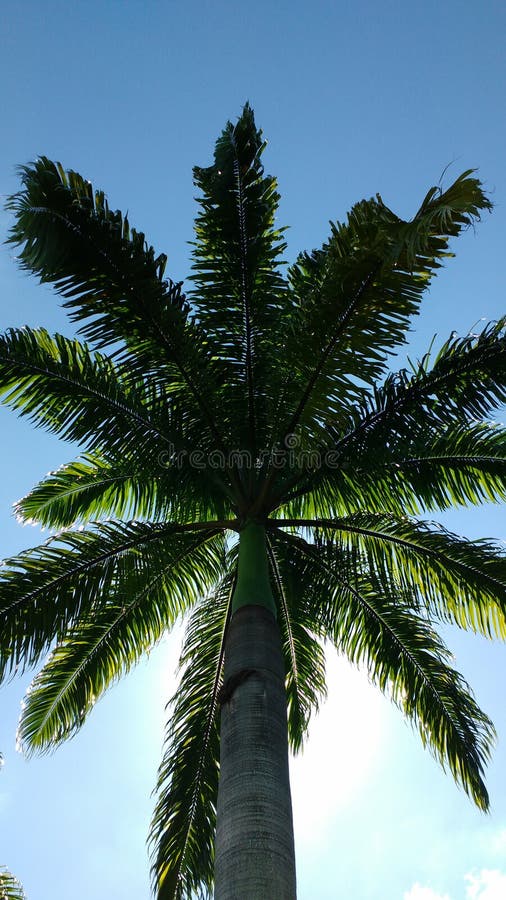 Chaguaramo stock image. Image of tree, chaguaramo, palm - 86160833