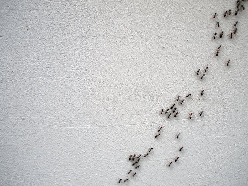 129 Ant Chain Stock Photos - Free & Royalty-Free Stock Photos from ...