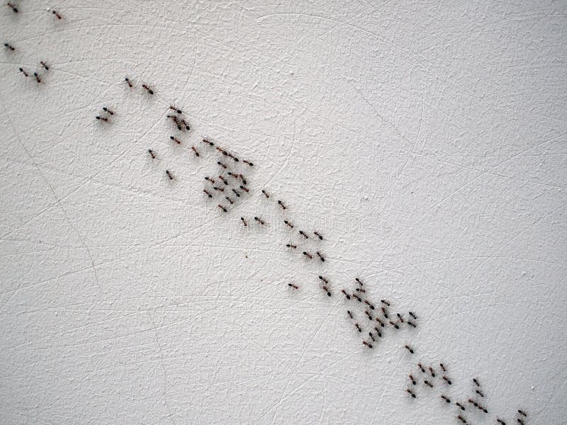 129 Ant Chain Stock Photos - Free & Royalty-Free Stock Photos from ...