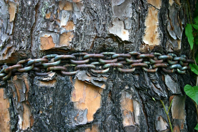 Chain Around Tree stock image. Image of chain, deep, rust - 14896353