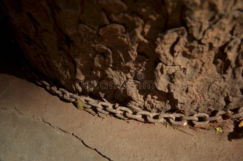 Chain around tree trunk stock image. Image of concrete - 39552927
