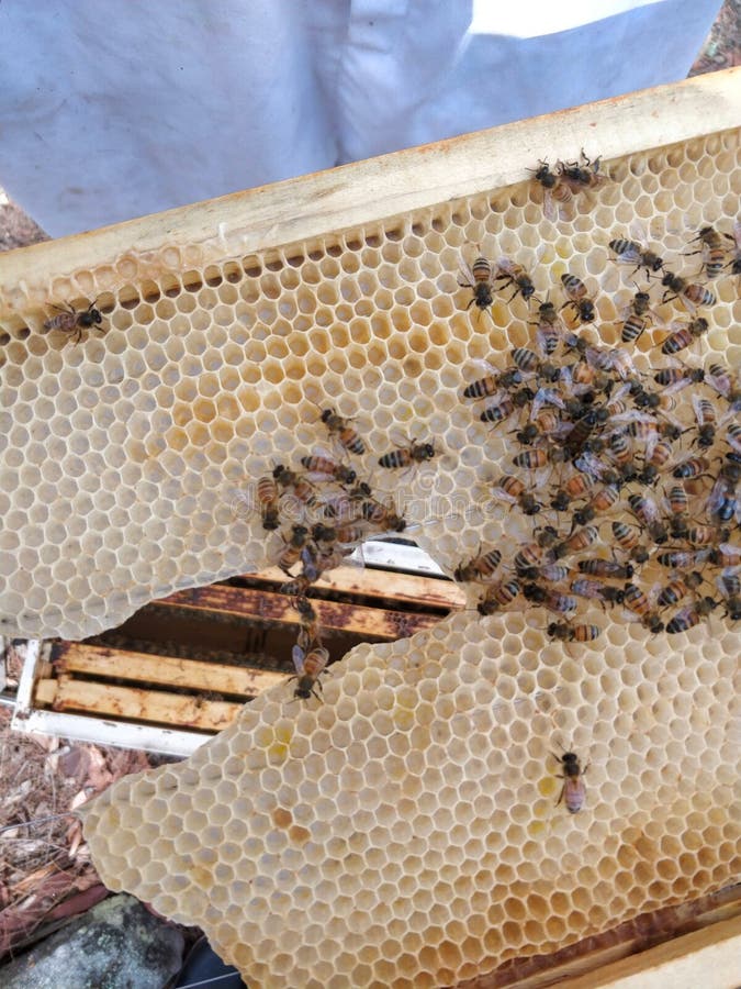 Chain of Bees on Incomplete Beeswax Frame with Hole Stock Photo - Image ...