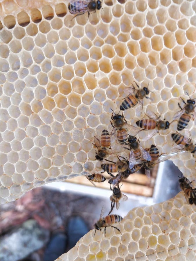 Chain of Bees on Incomplete Beeswax Frame with Hole Stock Photo - Image ...