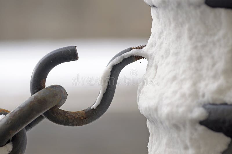 Inseparable stock photo. Image of feather, isolate, african - 149321258