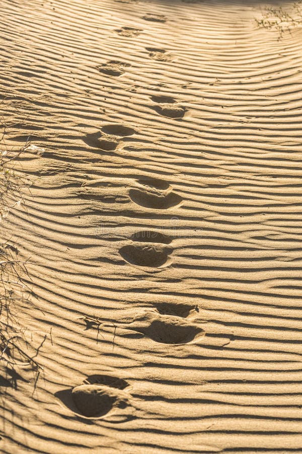 Deep Tracks on Grooved Sand Stock Photo - Image of bizarre, grooved ...