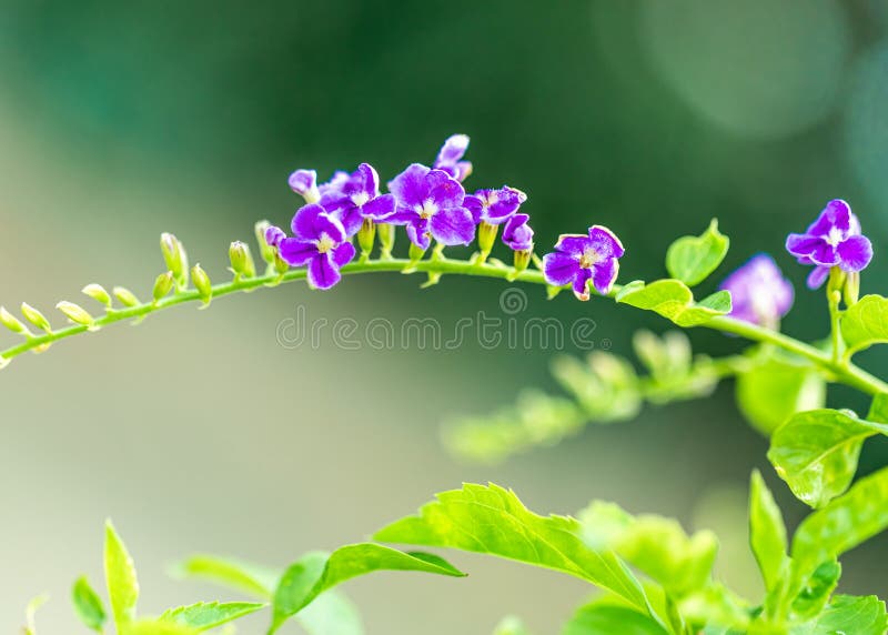 Duranta Erecta flower stock image. Image of stem, garden - 327969619