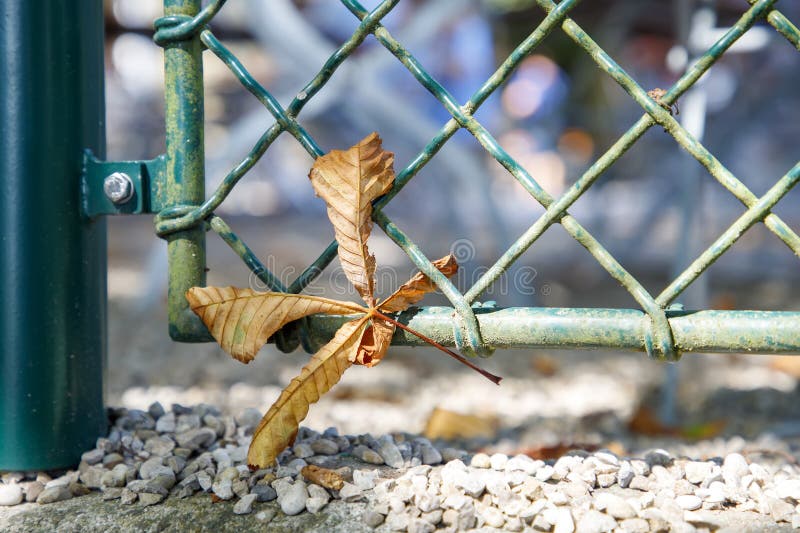 Chain Fence Single Dry Brown Leaf Caught Mesh Stock Photos - Free ...